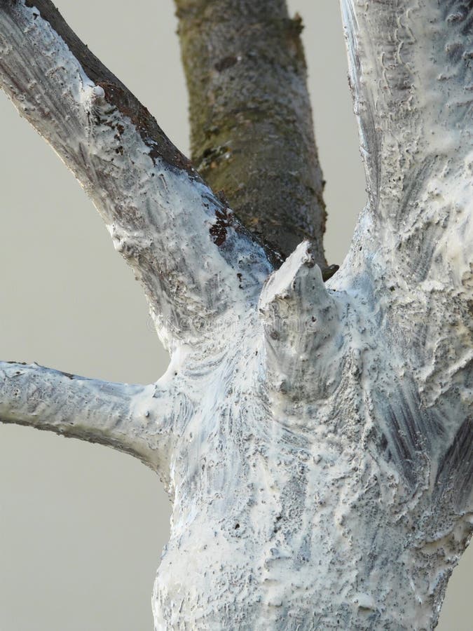 Whitewash stock photo. Image of trees, wash, fruit, nature - 27801450