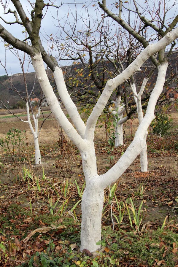 Whitewash of Fruit Trees in the Orchard Stock Photo - Image of plant ...