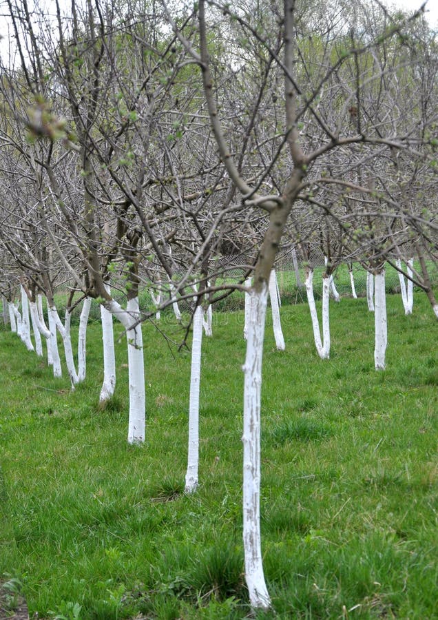 Whitewash of Fruit Trees in the Orchard Stock Photo - Image of nature ...