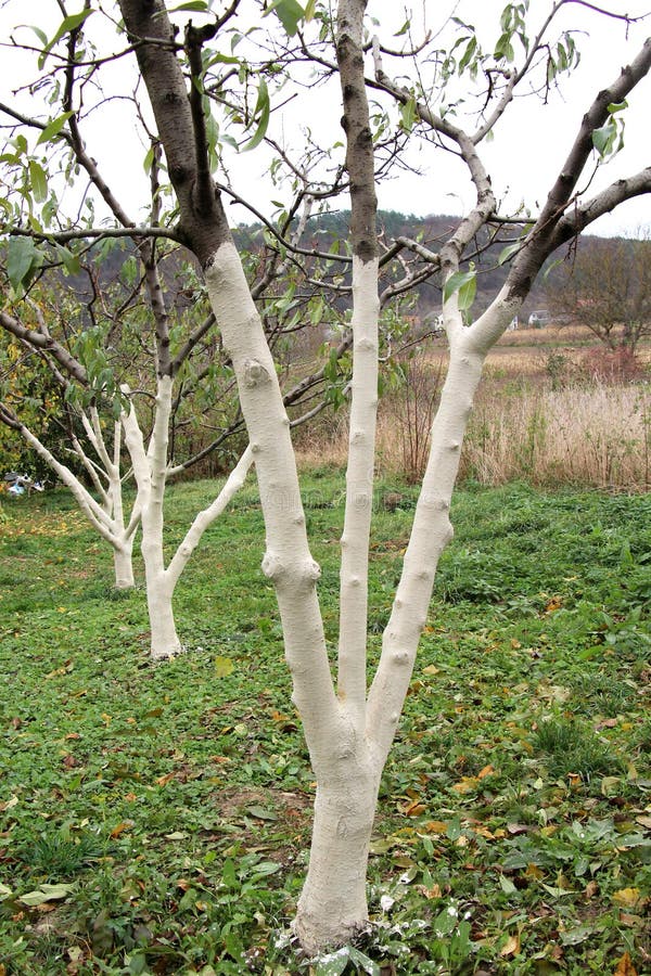 Whitewash of Fruit Trees in the Orchard Stock Image - Image of orchard ...