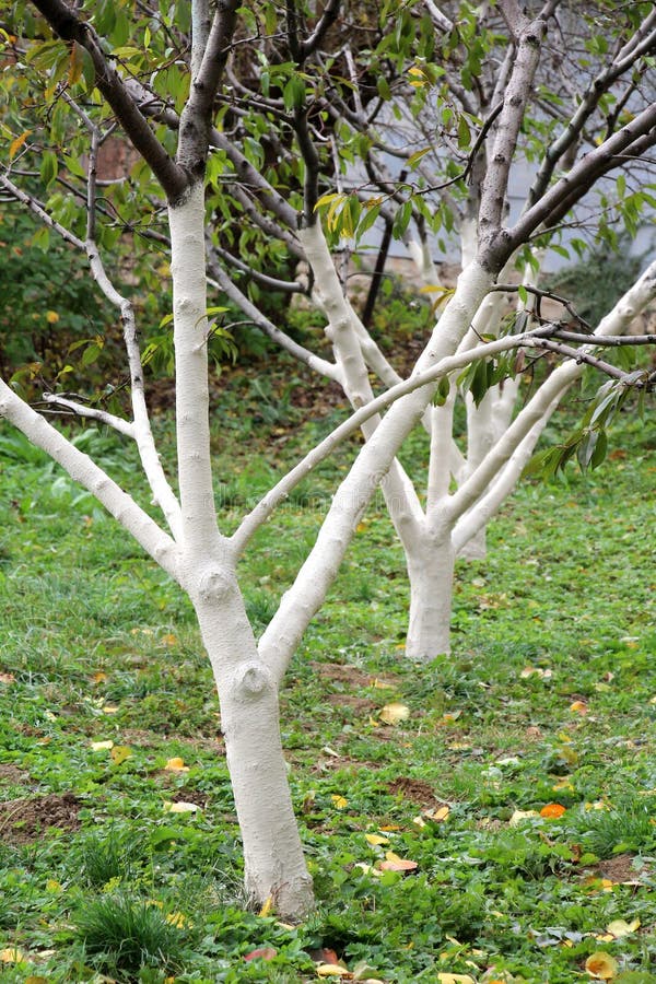 Whitewash of Fruit Trees in the Orchard Stock Image - Image of ...