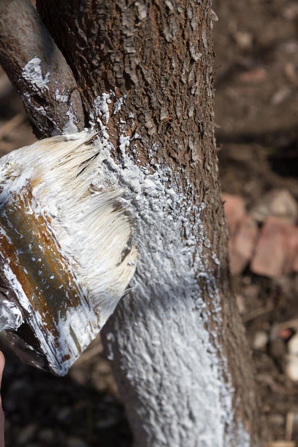 Whitewash of the Tree Trunk with a Brush Stock Image - Image of spring ...