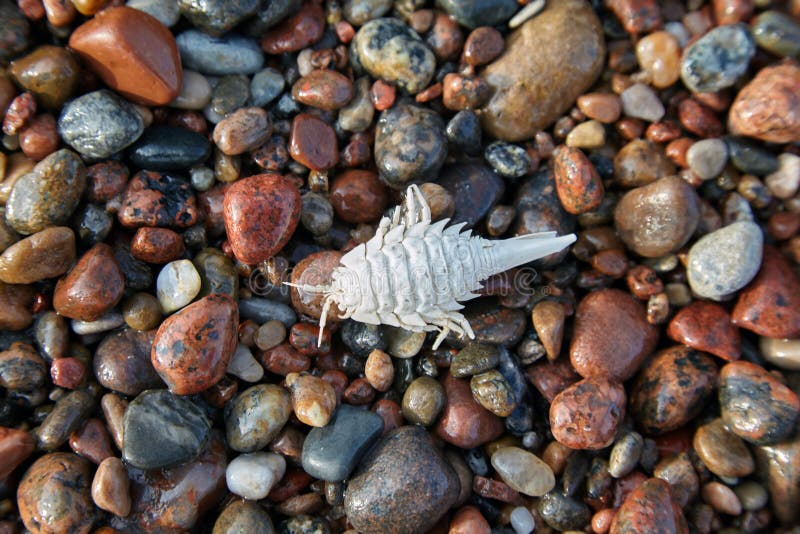 Whitewashed Arthropod Shell on the Pebbles of the Seashore Stock Image ...