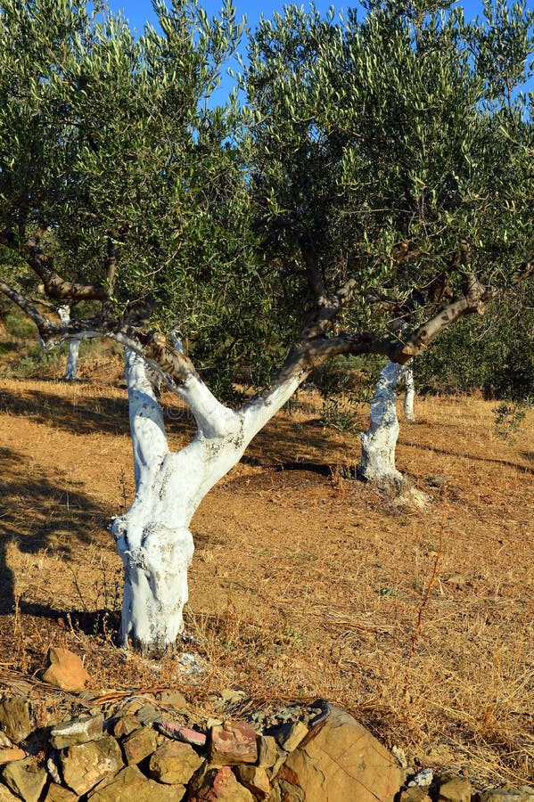 Whitewashed Olive Tree stock photo. Image of greece, damage - 97250080