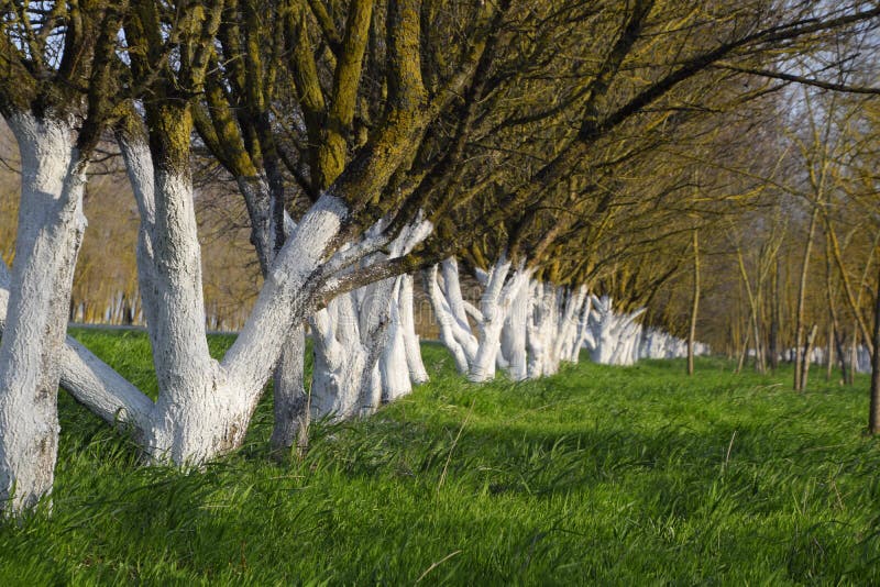 Whitewashed Tree Trunks Along the Road. Apricots Along Route with a ...
