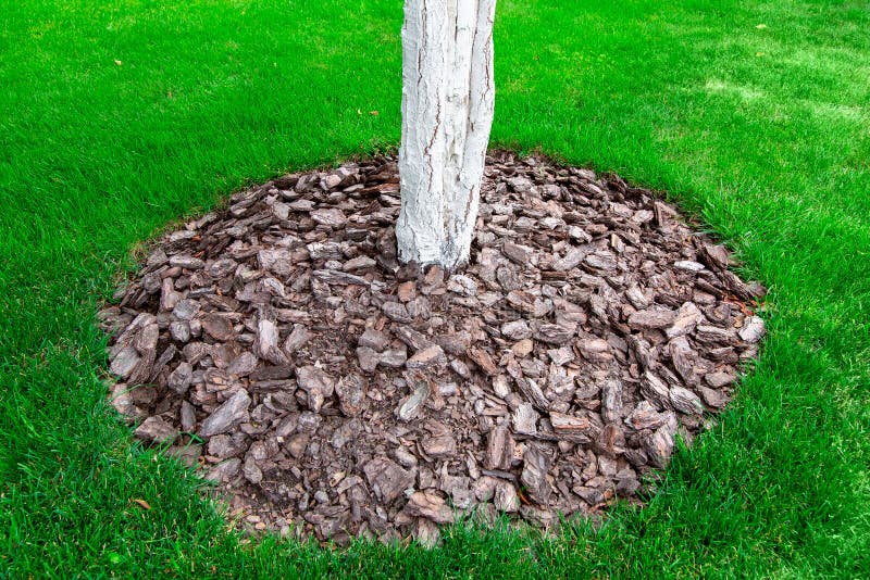 Whitewashed Tree Trunks Mulching a Bark of a Tree Trunk. Stock Image ...