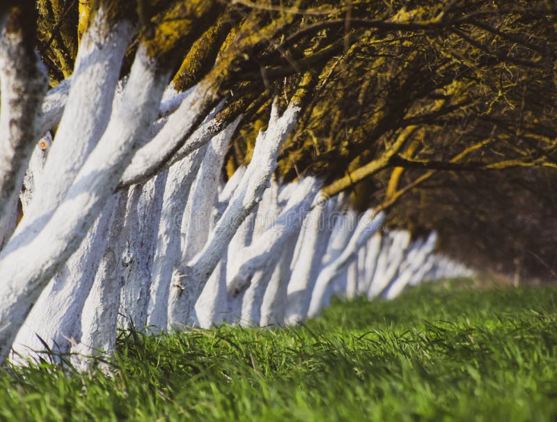 Whitewashed Tree Trunks the Road. Apricots Along Route Wit Stock Photo ...