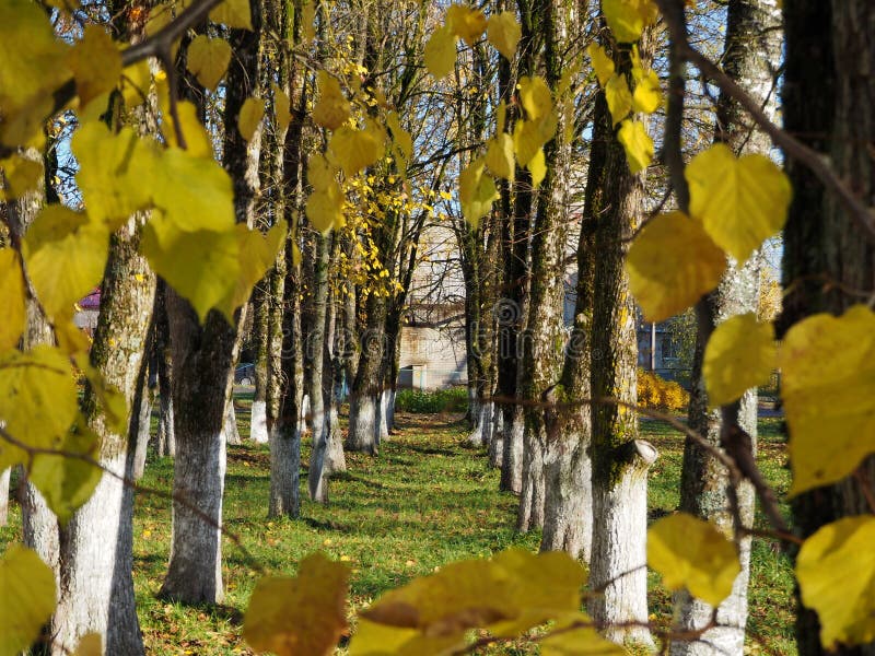 Whitewashed Tree Trunks Stretching into the Distance in Even Rows ...