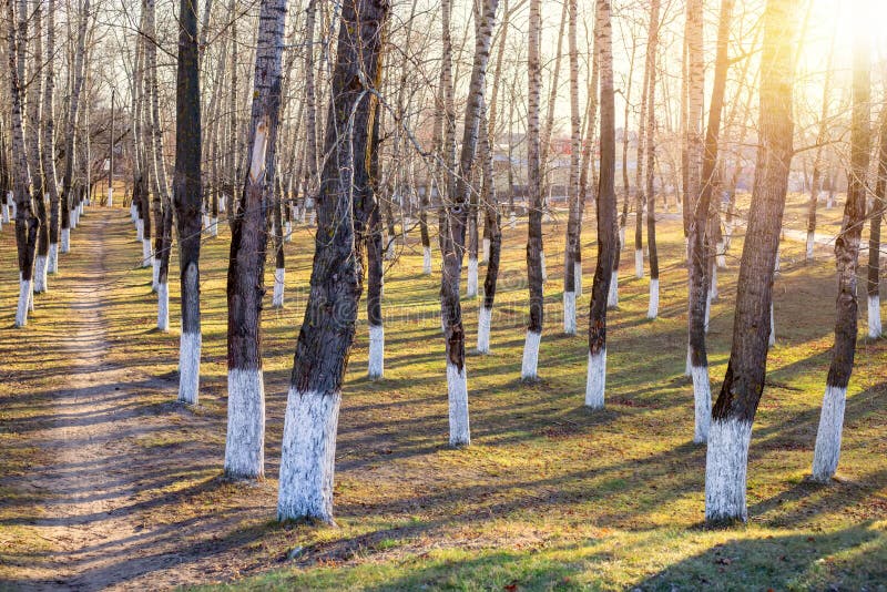 Whitewashed Trees in Park. White-washed Tree Trunks in a Park on Autumn ...