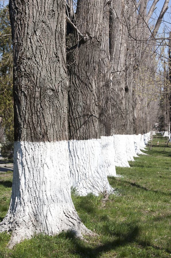 Whitewashed Trees - RAW Format Stock Image - Image of white, blue: 39102491