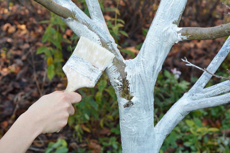 Whitewashing Apple Tree in Autumn. Gardener with Paint Brush ...