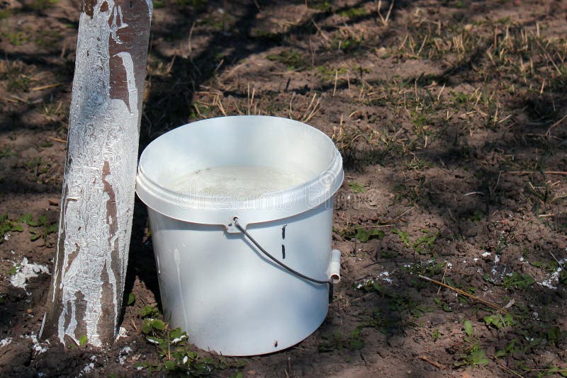 Whitewashing Fruit Trees, Bucket with White Paint in a Garden Stock ...