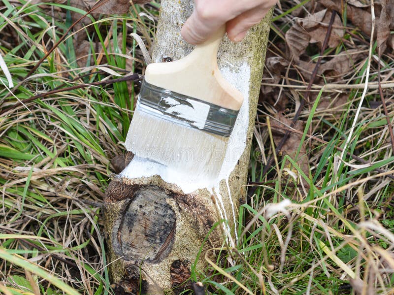 Whitewashing Preventing Excessive Spring Heat and Sunburn. Whitewashing ...