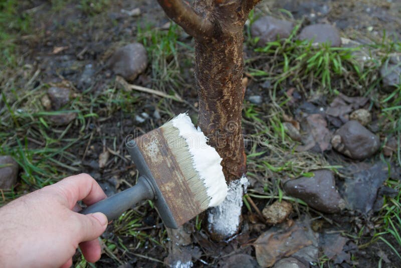 Whitewashing of Trees with a Lime Brush Stock Image - Image of seasonal ...