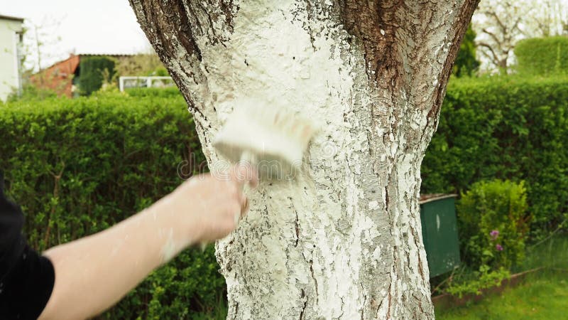 Whitewashing the Trunks of Fruit Trees. they Paint Trees Stock Video ...