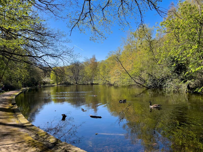 Whitewebbs Forest Pond stock photo. Image of whitewebbs - 372977426