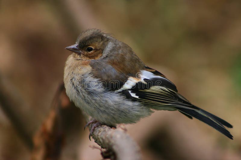 Whitewing Picture. Image: 2501471