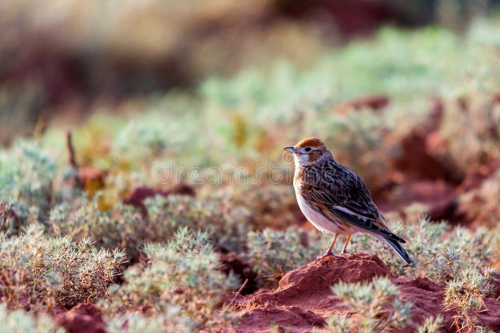 Whitewinged Lerche Oder Alauda Leucoptera Sitzt Auf Dem Boden Stockbild ...