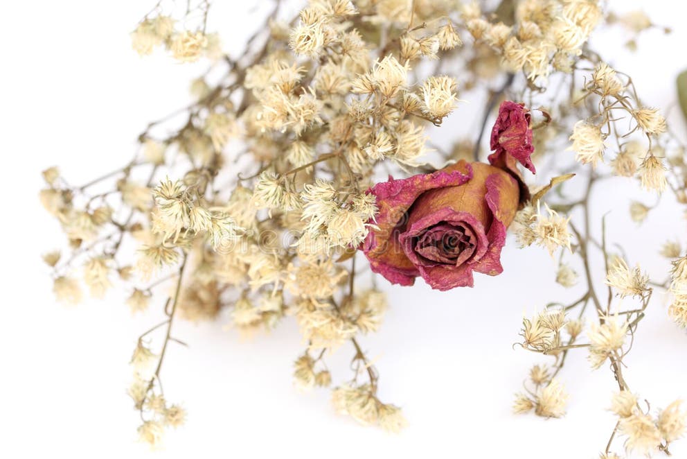 Whithered Flowers on White Background Stock Photo - Image of nature ...