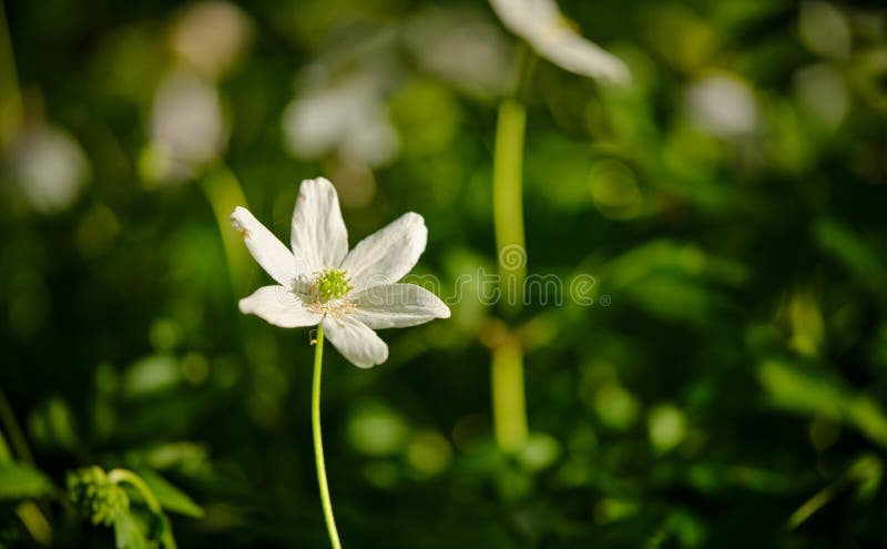 Whithering Wood Stock Photos - Free & Royalty-Free Stock Photos from ...