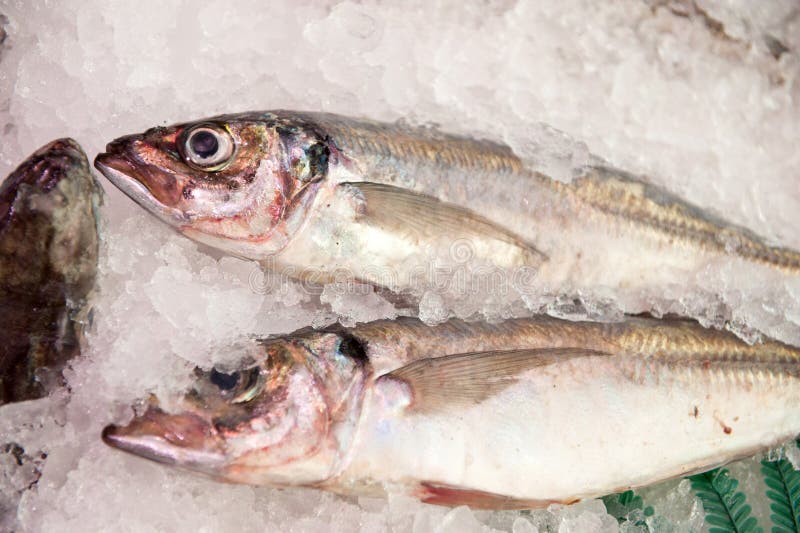 Whiting Fish Stock Illustrations – 50 Whiting Fish Stock Illustrations ...