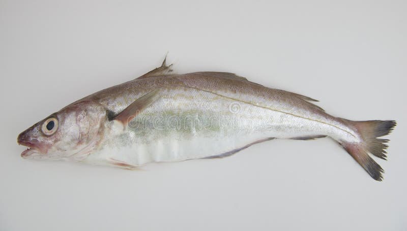 Whiting fish stock image. Image of wildlife, animal, freshness - 59270325