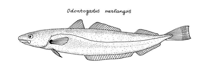 Whiting Fish Stock Illustrations – 50 Whiting Fish Stock Illustrations ...
