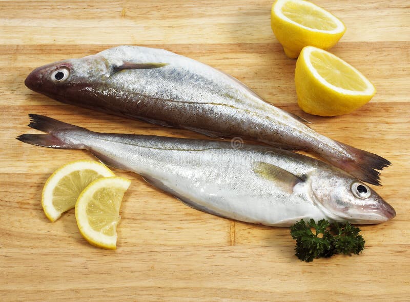 Merlan stock image. Image of shot, wildlife, citrus - 173366043