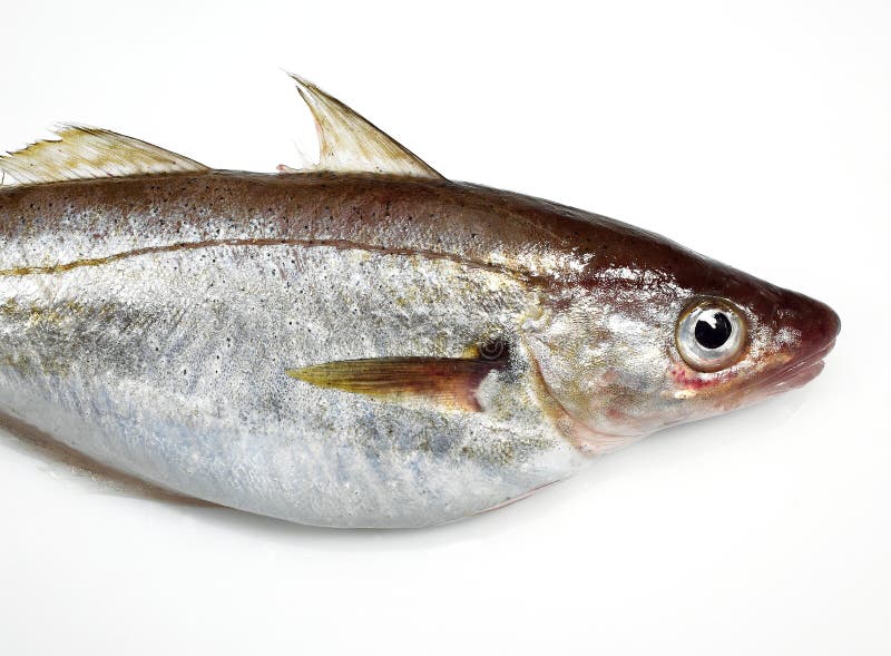 Whiting, Merlangius Merlangus, Fresh Fish Against White Background ...