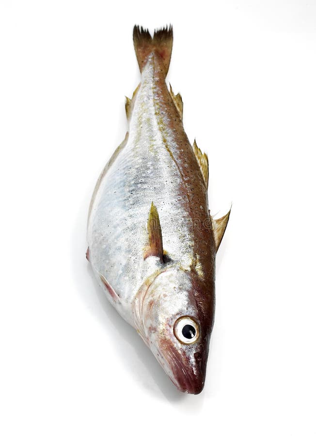 Whiting, Merlangius Merlangus, Fresh Fish Against White Background ...