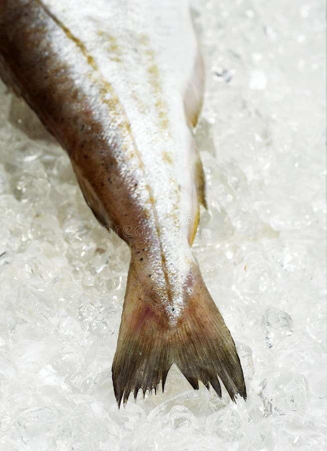 Whiting, Merlangius Merlangus, Fresh Fish on Ice Stock Photo - Image of ...