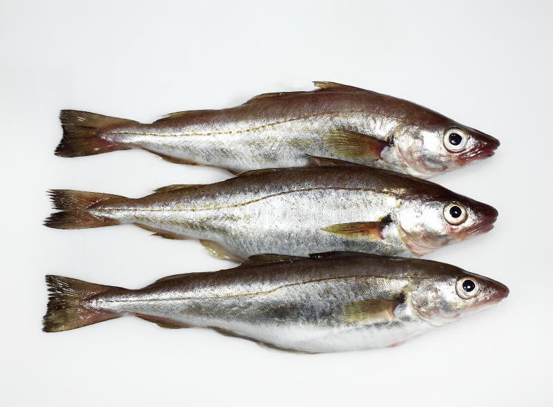 Whiting, Merlangius Merlangus, Fresh Fishes Against White Background ...