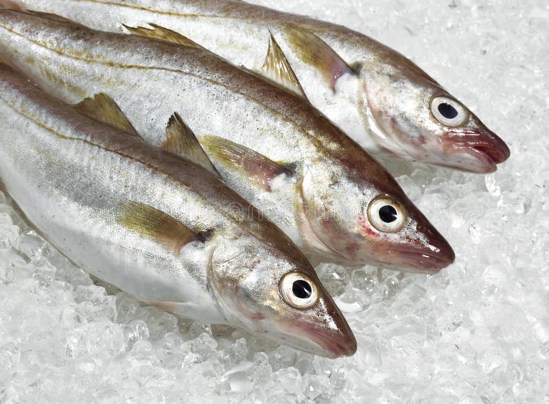 Whiting, Merlangius Merlangus, Fresh Fishes on Ice Stock Image - Image ...