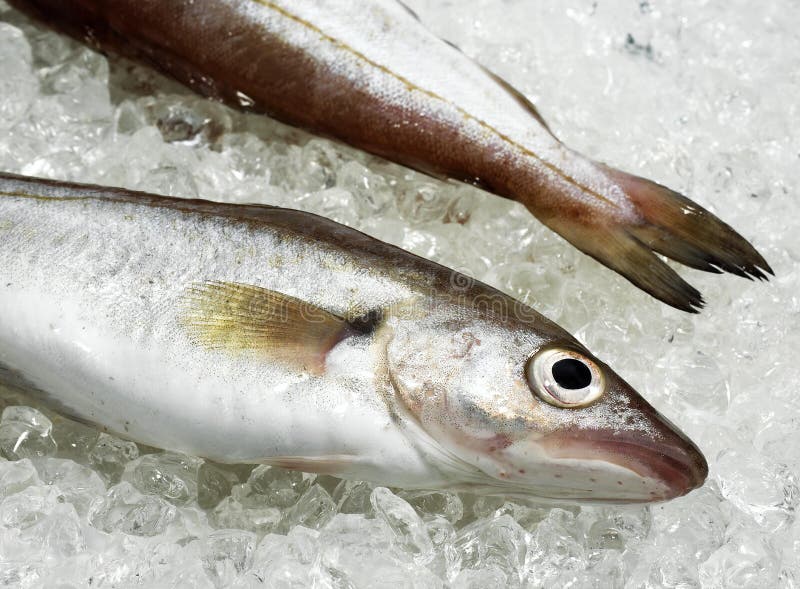 Whiting, Merlangius Merlangus, Fresh Fishes on Ice Stock Image - Image ...