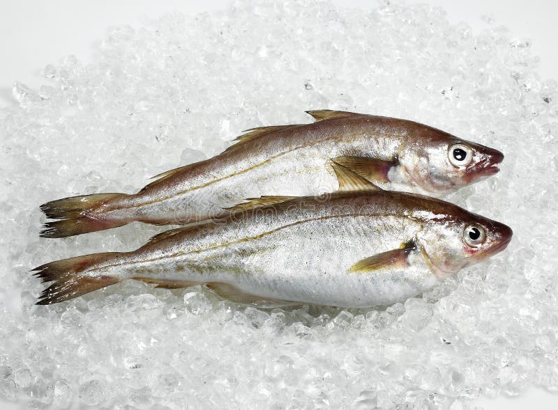 Whiting, Merlangius Merlangus, Fresh Fishes on Ice Stock Image - Image ...