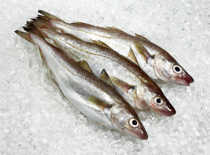 Whiting, Merlangius Merlangus, Fresh Fishes on Ice Stock Photo - Image ...