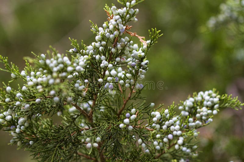 Whitish Blue Cedar Berries - Easter Red Cedar Juniperus Virginiana ...