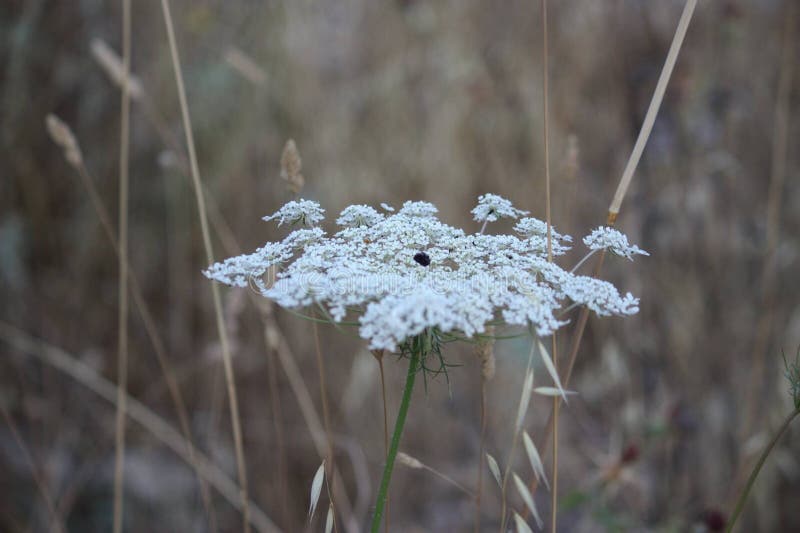 Whitish flowers stock image. Image of white, flowers - 47179813