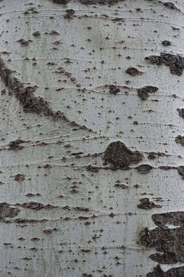 Whitish Grey Bark of Silver Poplar Texture Stock Image - Image of wood ...