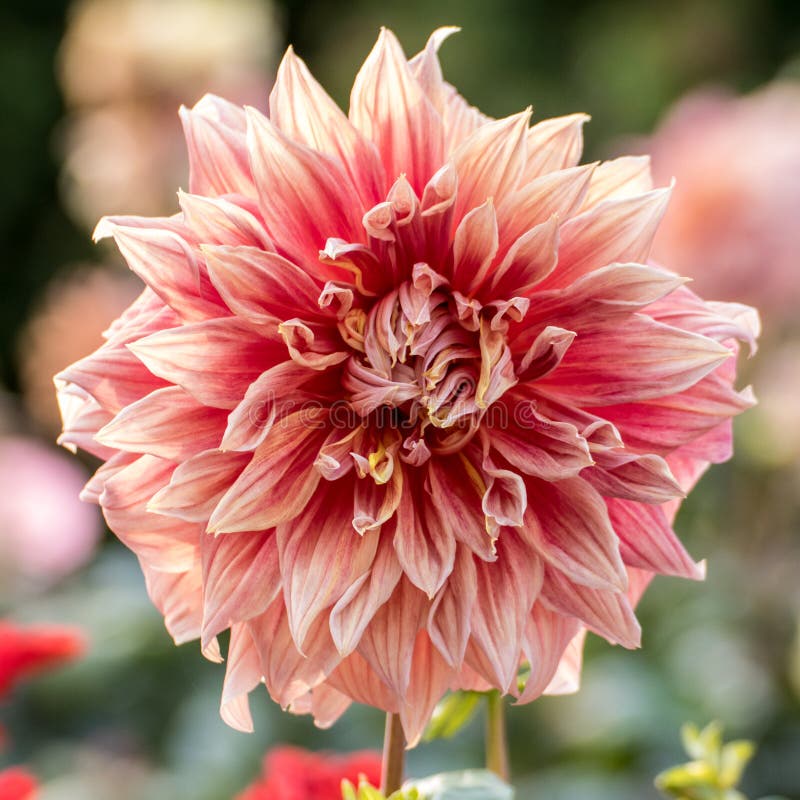 Whitish Pink Dahlia flower stock image. Image of closeup - 113880793