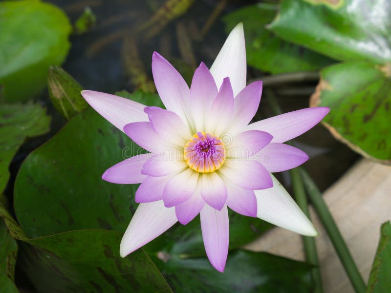 233 Whitish Purple Flower Stock Photos - Free & Royalty-Free Stock ...