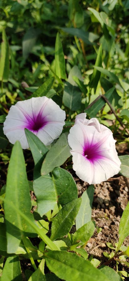 Whitish violet flower stock photo. Image of violet, leave - 166280448