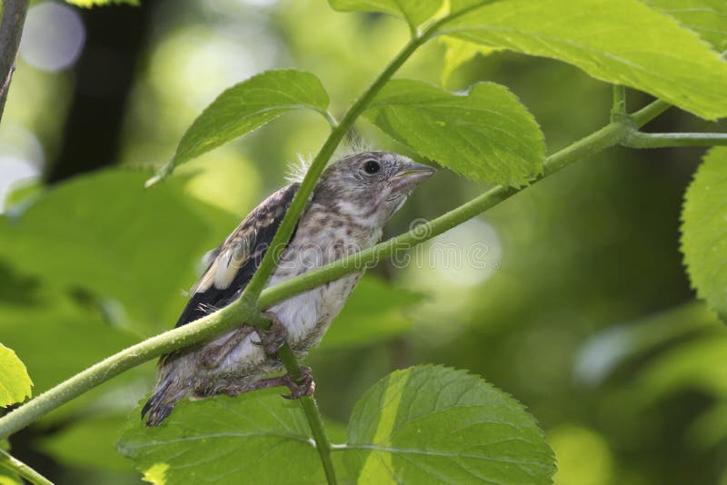 Who Can Not Fly Goldfinch Chick Who Hides among the Branches of Stock ...