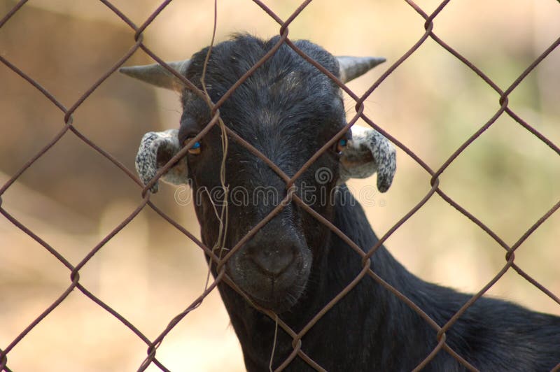 Who the GOAT? stock photo. Image of goat, animal, animals - 147396732