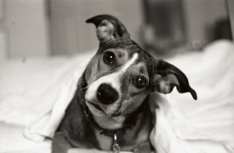 Who, Me? stock image. Image of growth, leader, cute, childhood - 1119725