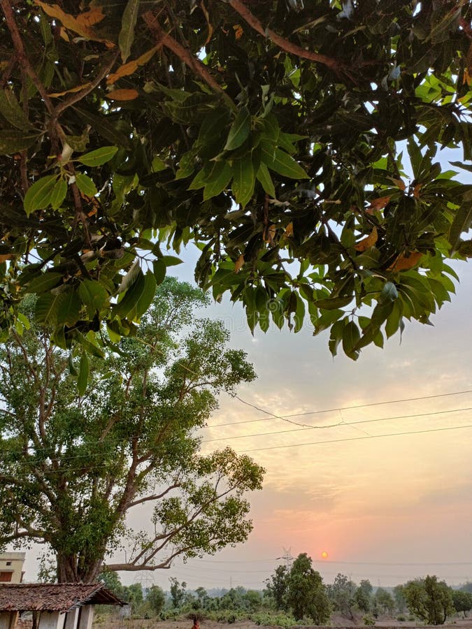 Who are Mosam stock image. Image of shrub, garden, food - 259816723