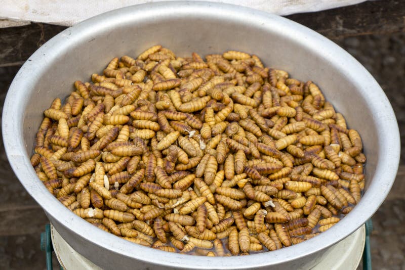 Fat Maggots, Market in Myanmar Stock Image - Image of energy, delicious ...