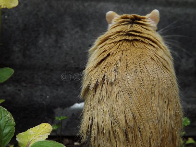 Who s there? stock photo. Image of gerbil, back, brown - 43085796