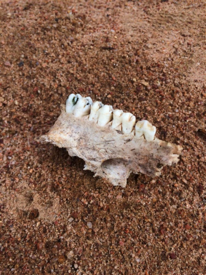 Who& X27;s the Tooth on the Ground Stock Image - Image of tooth, dead ...