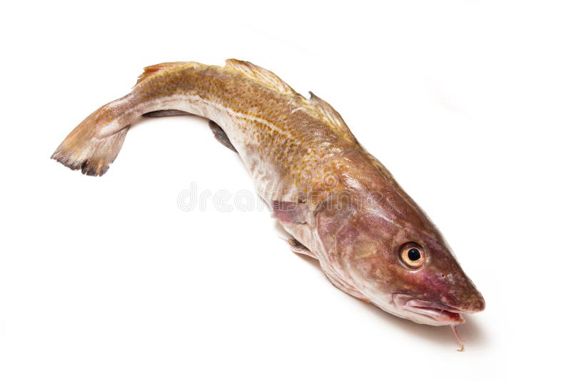 Whole cod fish stock image. Image of organic, shot, salt - 50936903
